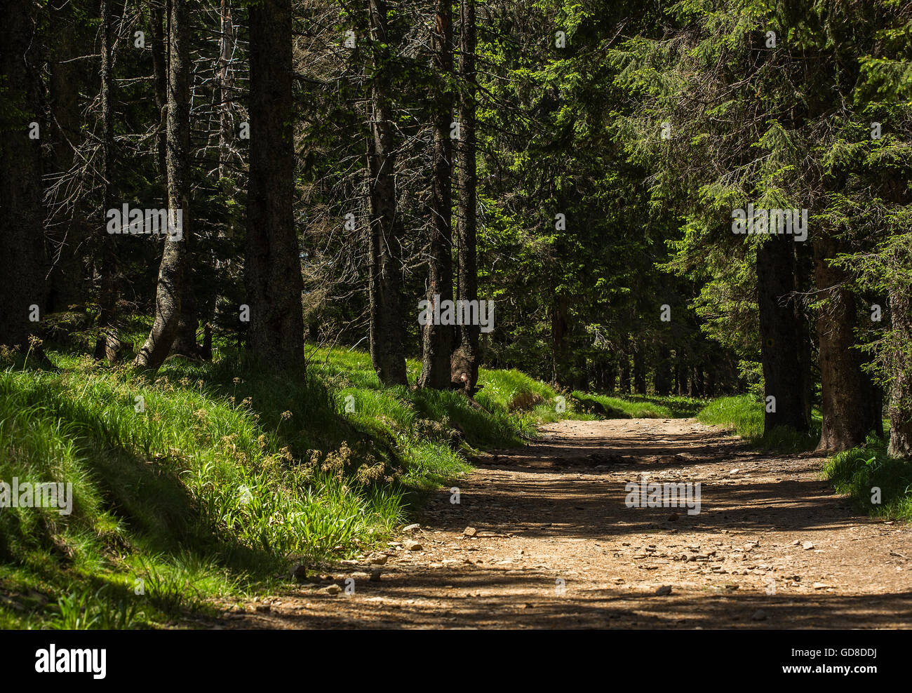 Rustic forest path in hi-res stock photography and images - Alamy