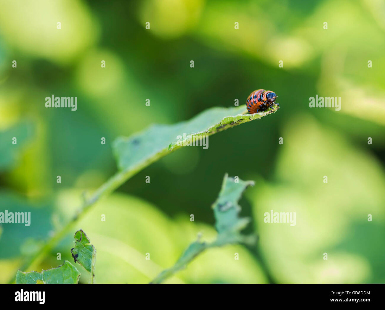 Potato Bug Caterpillar eating potatoe leaves Stock Photo - Alamy