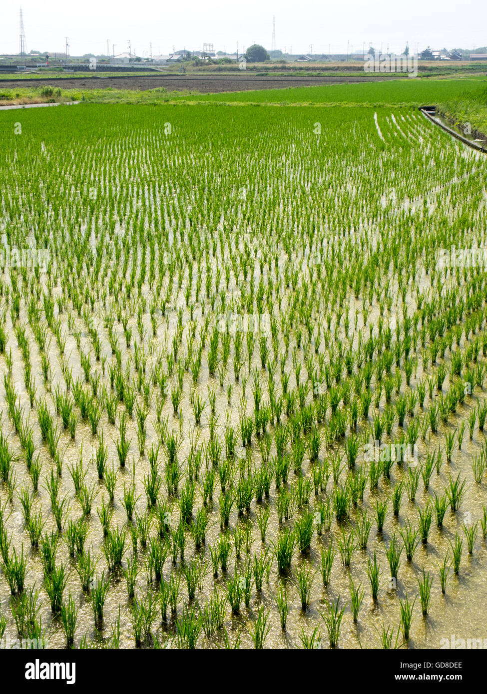 A Japanese rice paddy Stock Photo - Alamy
