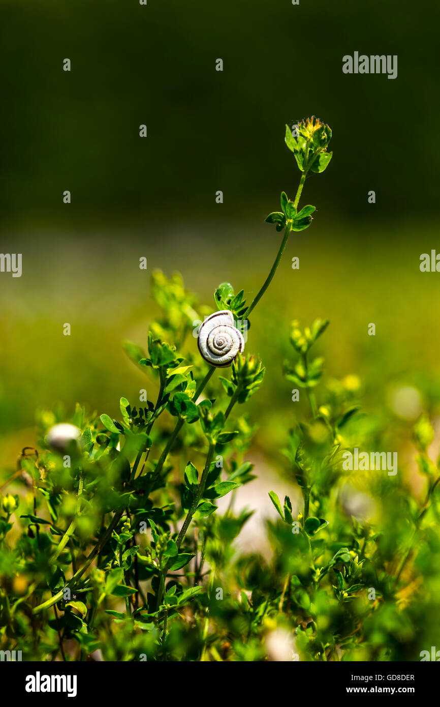 Small snail on a plant Stock Photo - Alamy