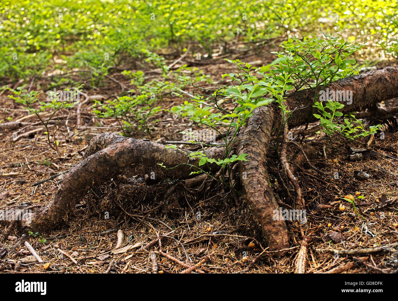 Big tree root with blueberries plants Stock Photo - Alamy