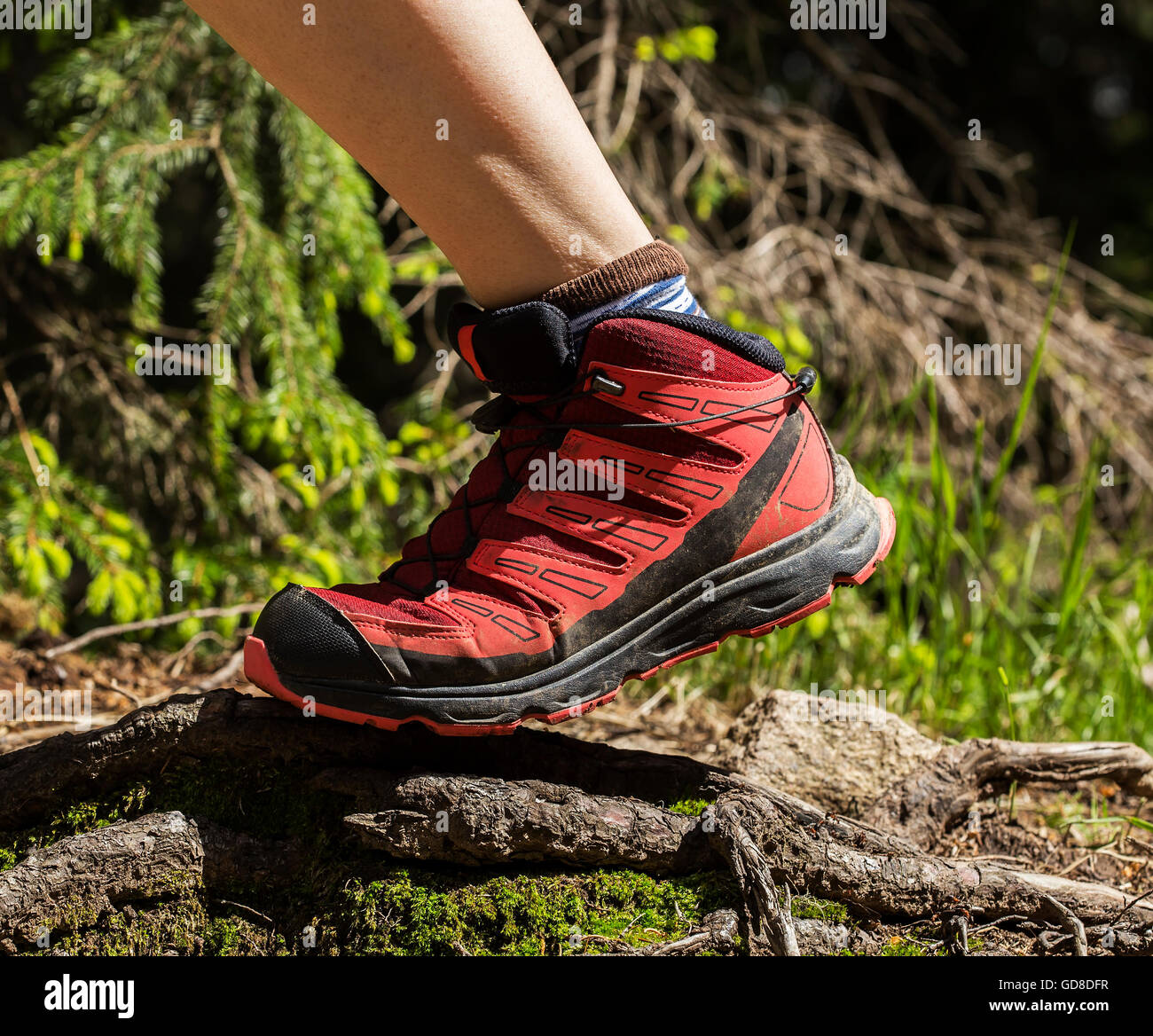 Walking over the tree roots Stock Photo - Alamy