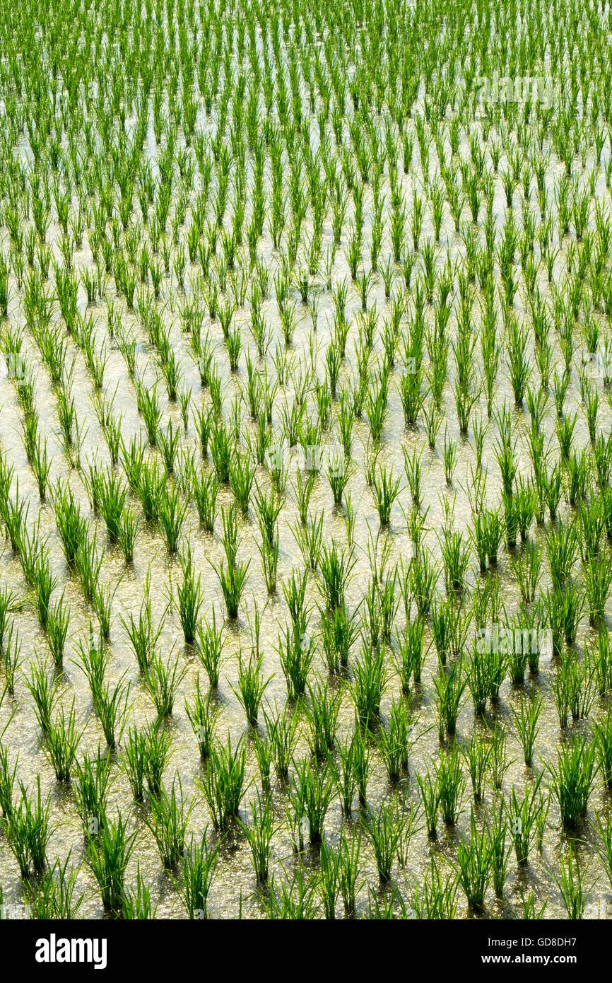 A Japanese rice paddy Stock Photo - Alamy
