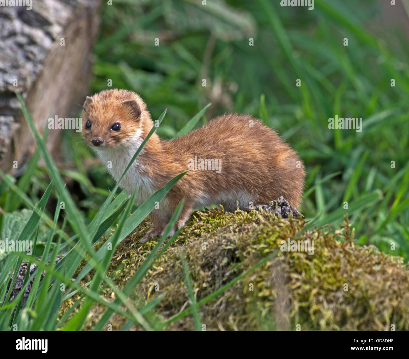 Weasel Mustela Nivalis Stock Photo - Alamy