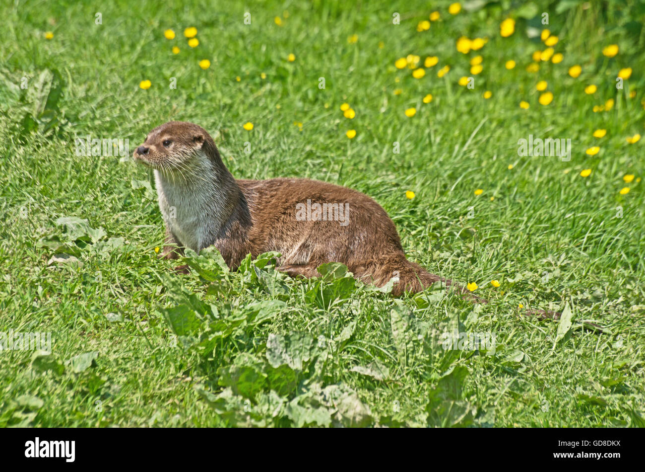 European British Otter Lutra Lutra Wildlife Nature Animal Mammal ...