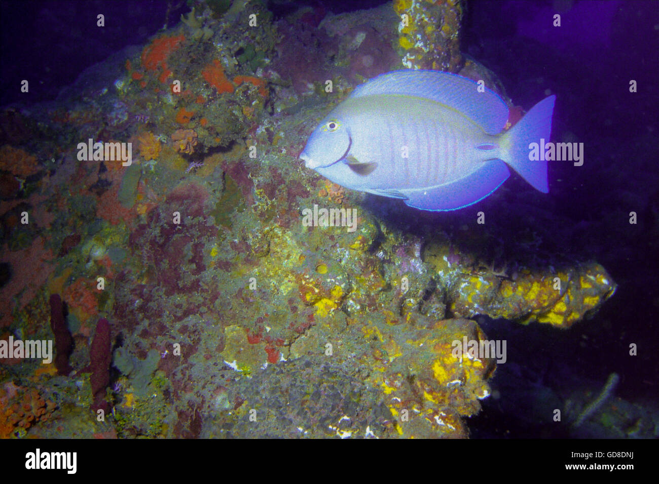 Doctor fish swimming in a reef Stock Photo - Alamy