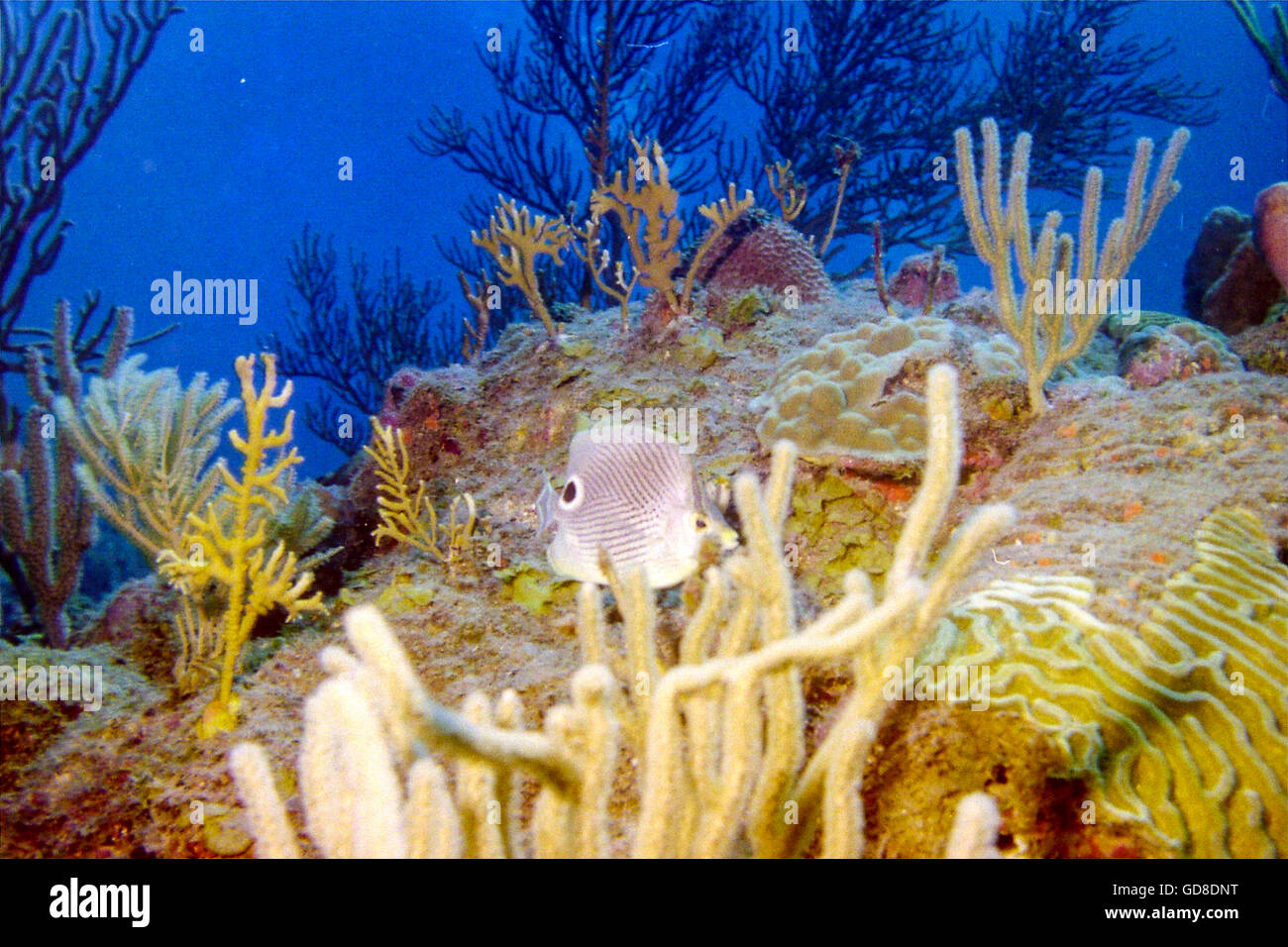 Buttefly fish hi-res stock photography and images - Alamy