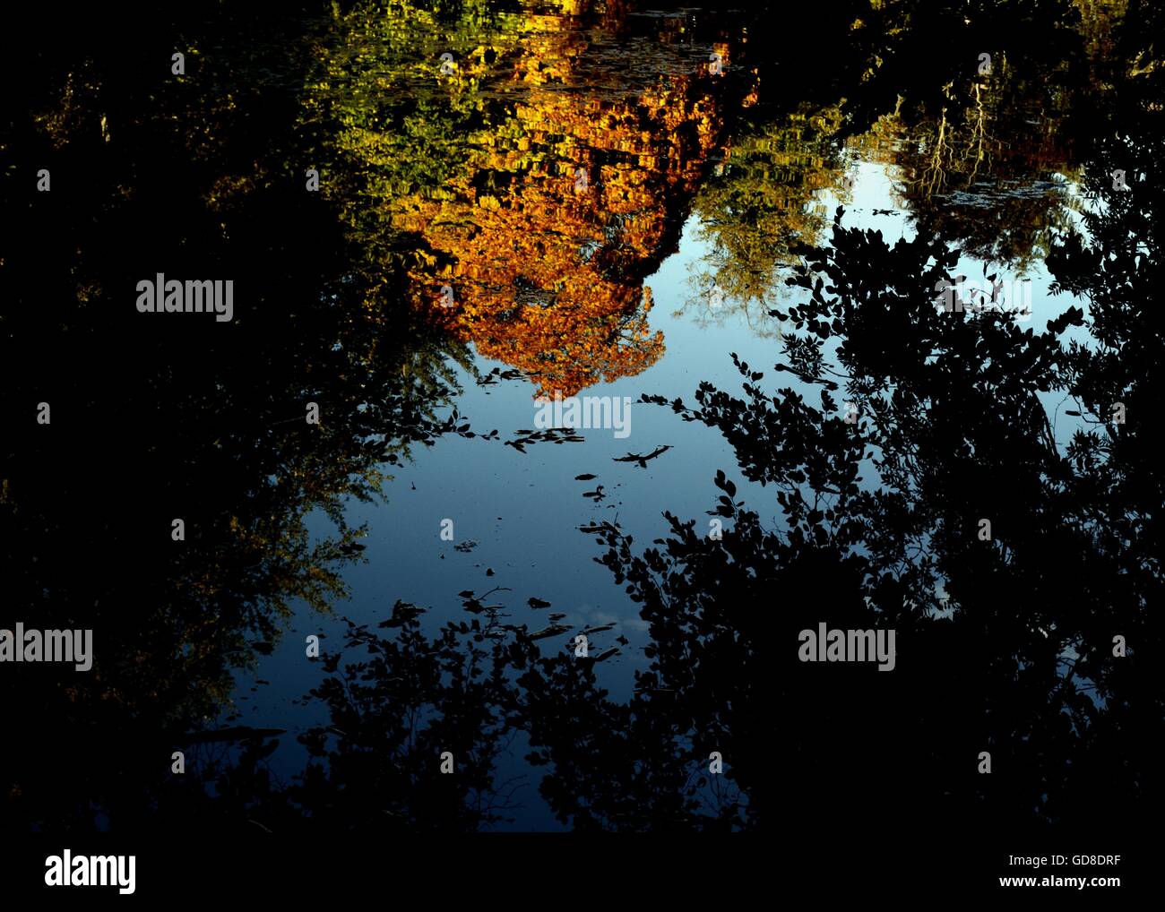 Pool with leaves hi-res stock photography and images - Alamy