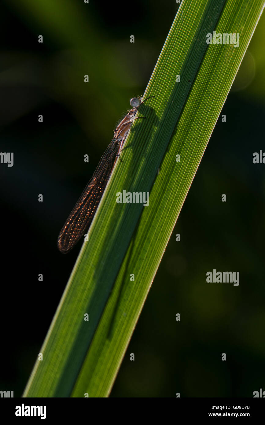Female Common Blue Damselfly - Enallagma cyathigerum. Image taken at ...