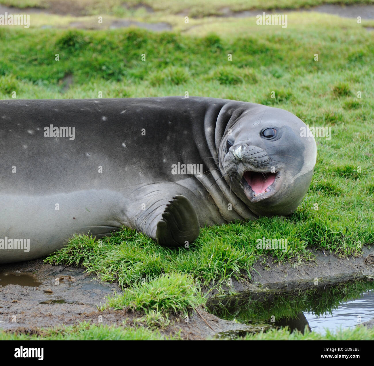 Female elephant seal hi-res stock photography and images - Alamy