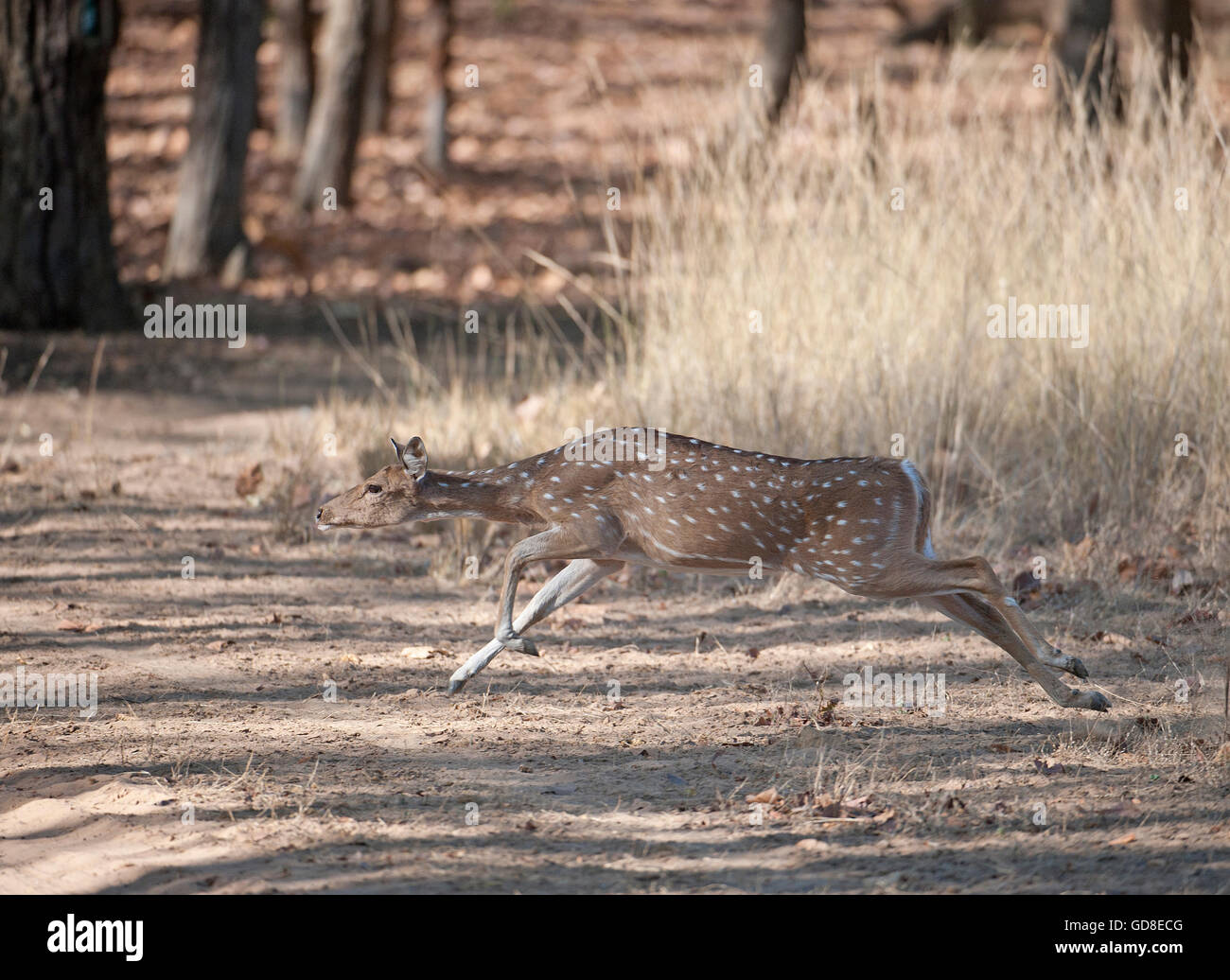 Spotted deer axis axis fight hi-res stock photography and images - Alamy