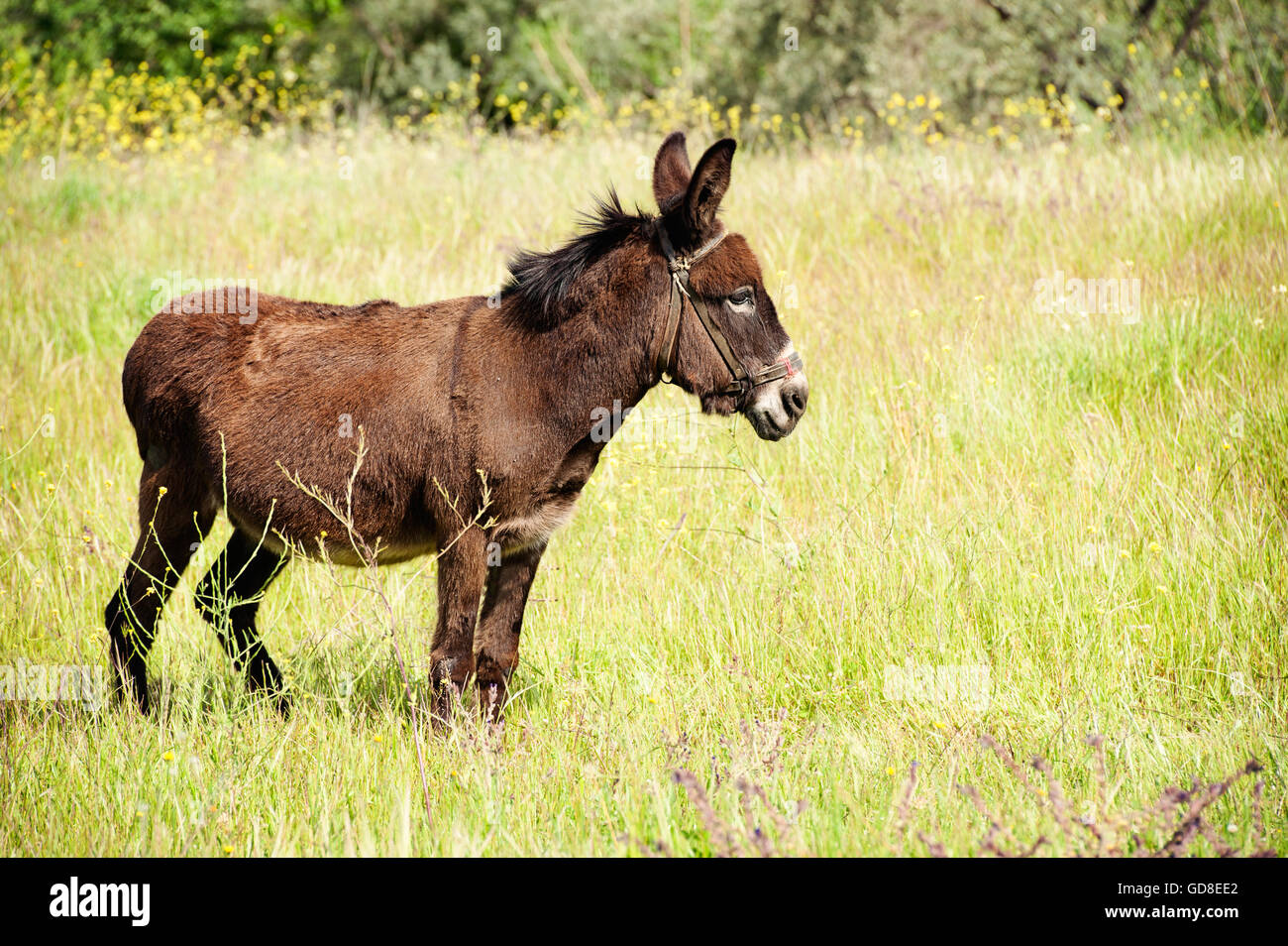 A brown donkey stands in a lush green field, surrounded by tall grass ...