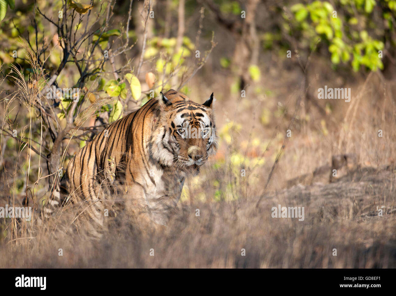 The image of B2 Male Bengal Tiger ( Panthera tigris ) was taken in ...