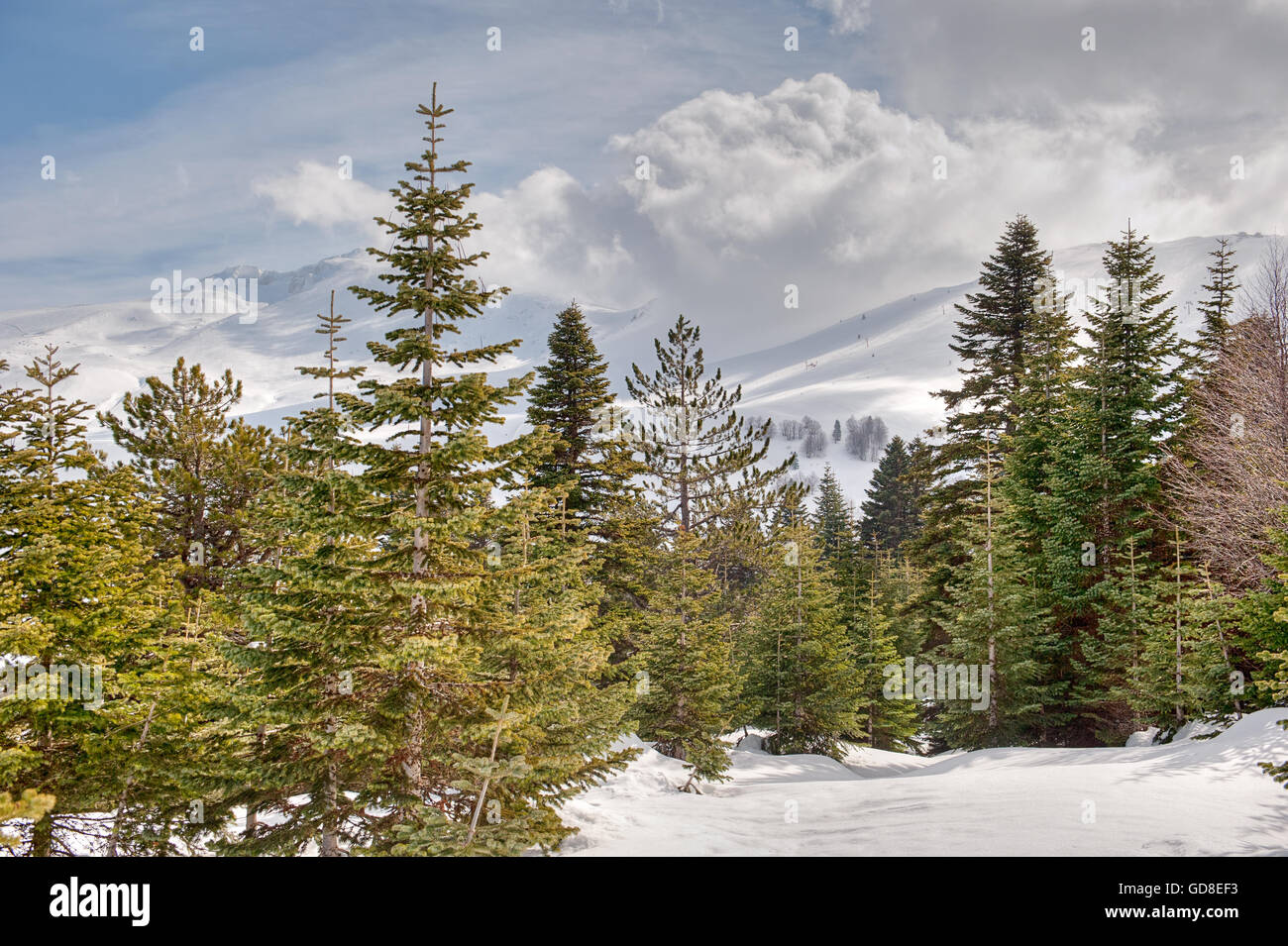 Winter landscape with snow-covered forest in Uludag,Bursa,Turkey Stock ...