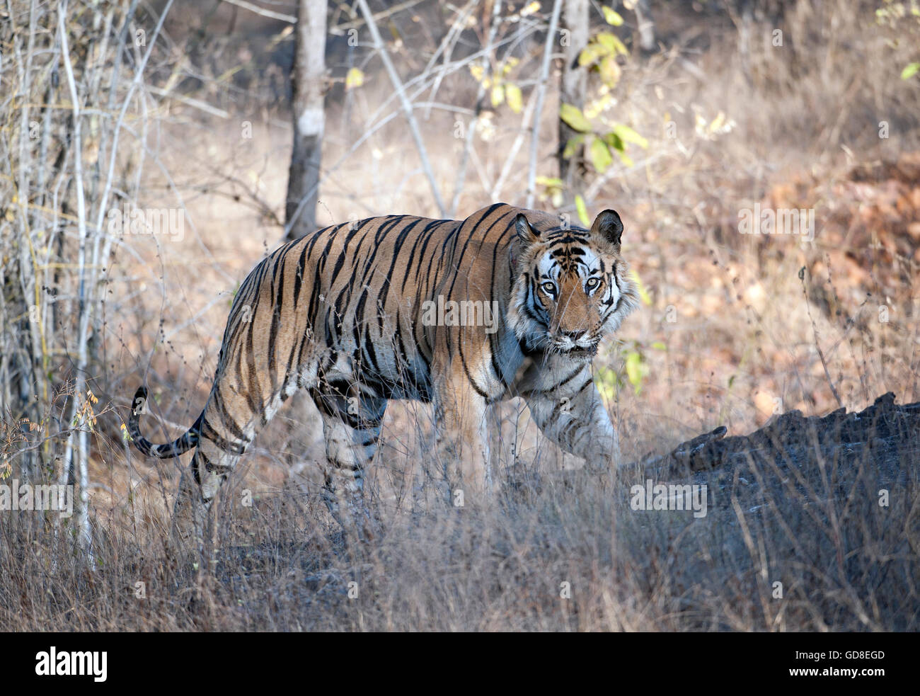 Male bengal tiger hi-res stock photography and images - Alamy