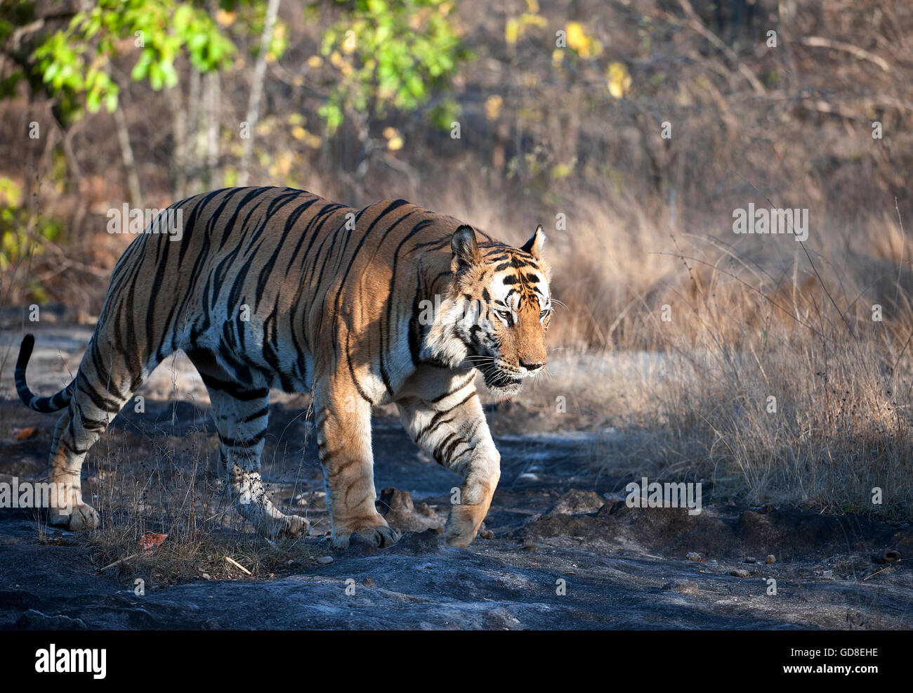 The image of B2 Male Bengal Tiger ( Panthera tigris ) was taken in ...