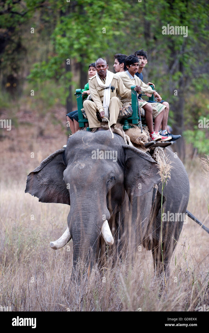 Elephant bird back hi-res stock photography and images - Alamy