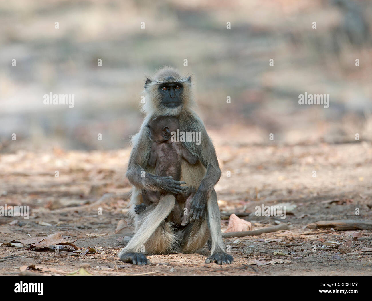 The image of Gray langur ( Semnopithecus entellus) Bandavgrah national ...