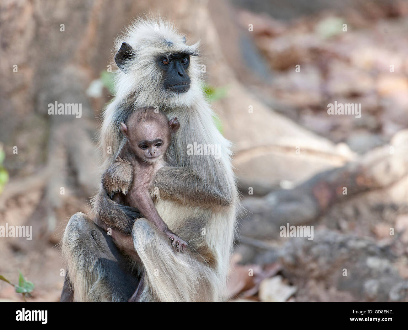 The image of Gray langur ( Semnopithecus entellus) Bandavgrah national ...