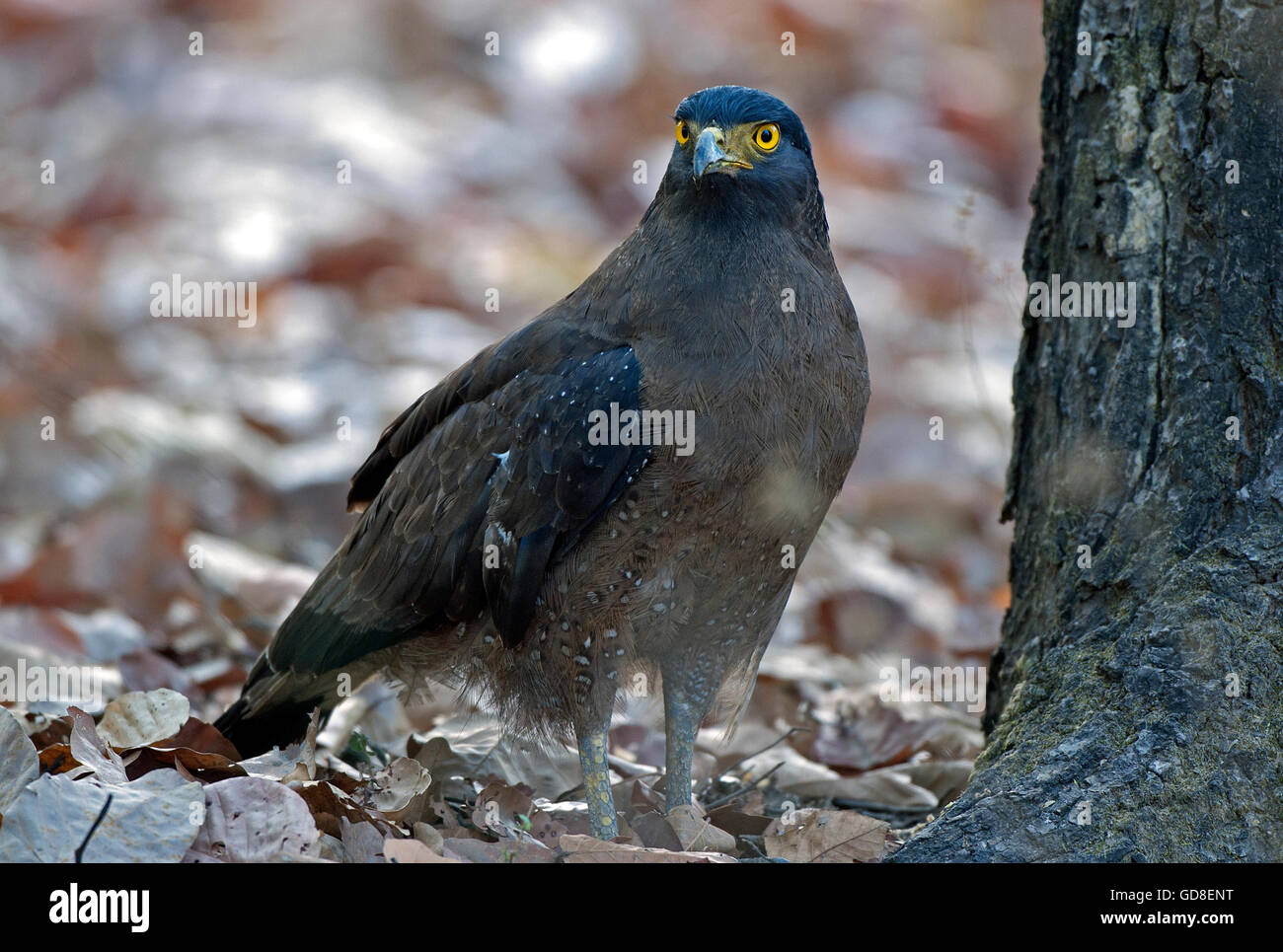 Indian spotted eagle india hi-res stock photography and images - Alamy