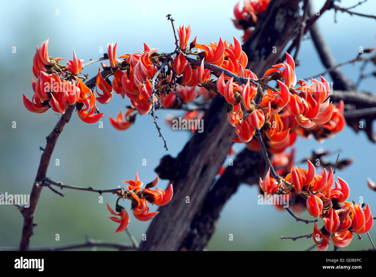 Flame forest flowers hi-res stock photography and images - Alamy