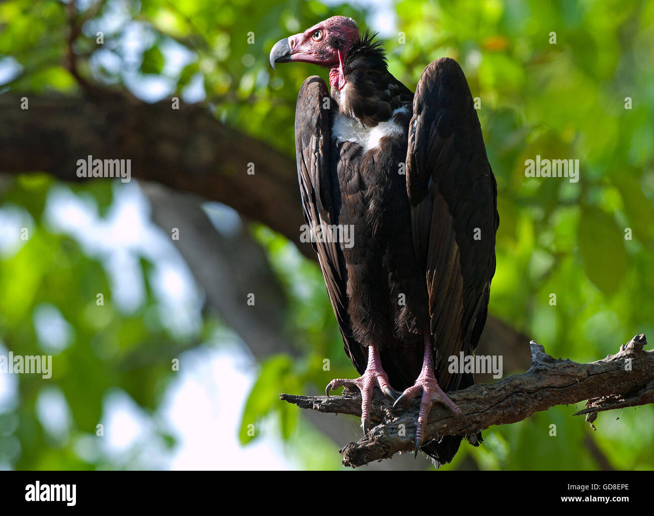 Sarcogyps calvus india High Resolution Stock Photography and Images - Alamy
