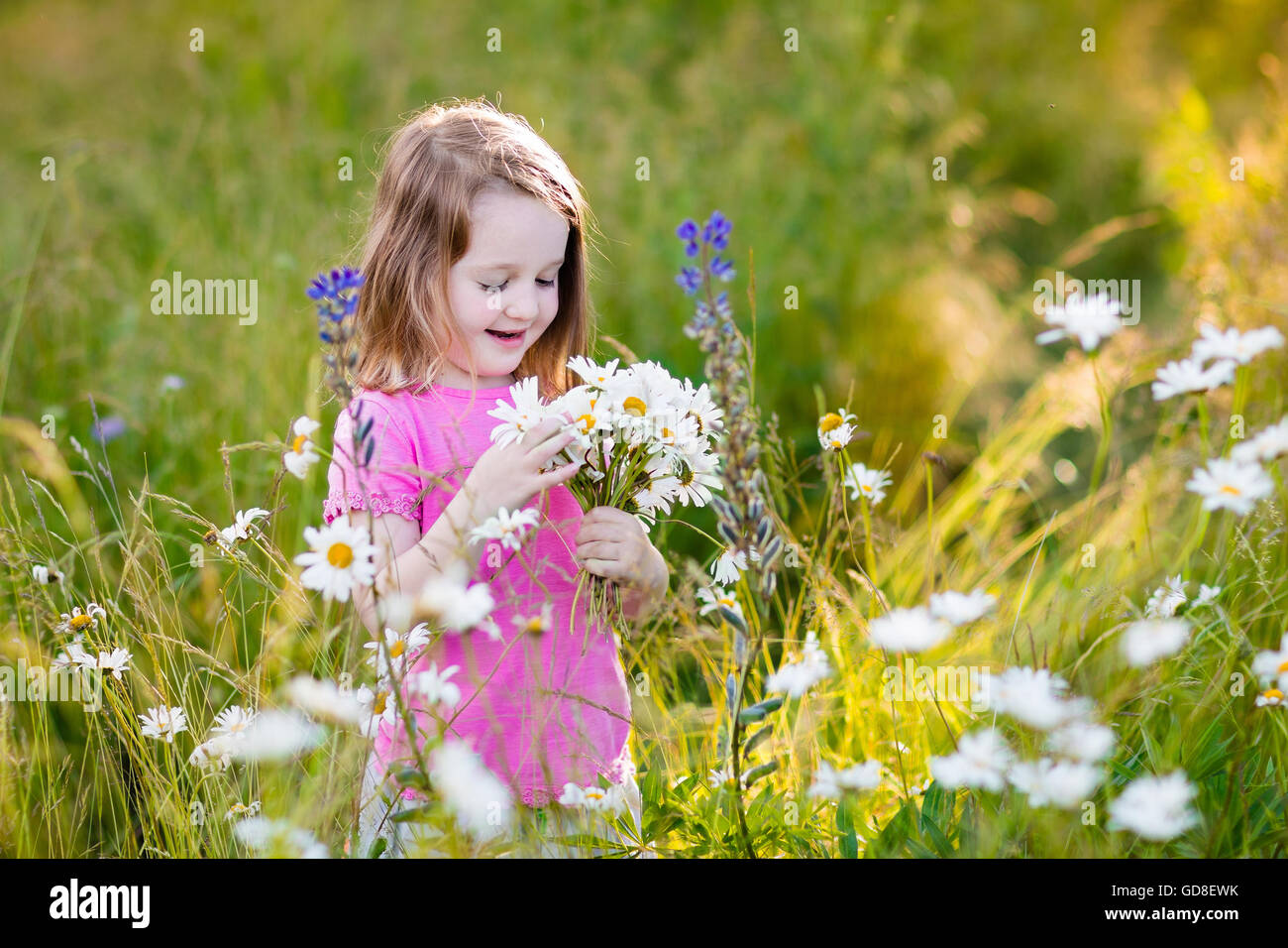 Child picking wild daisy flowers in field. Kids play in a meadow and ...