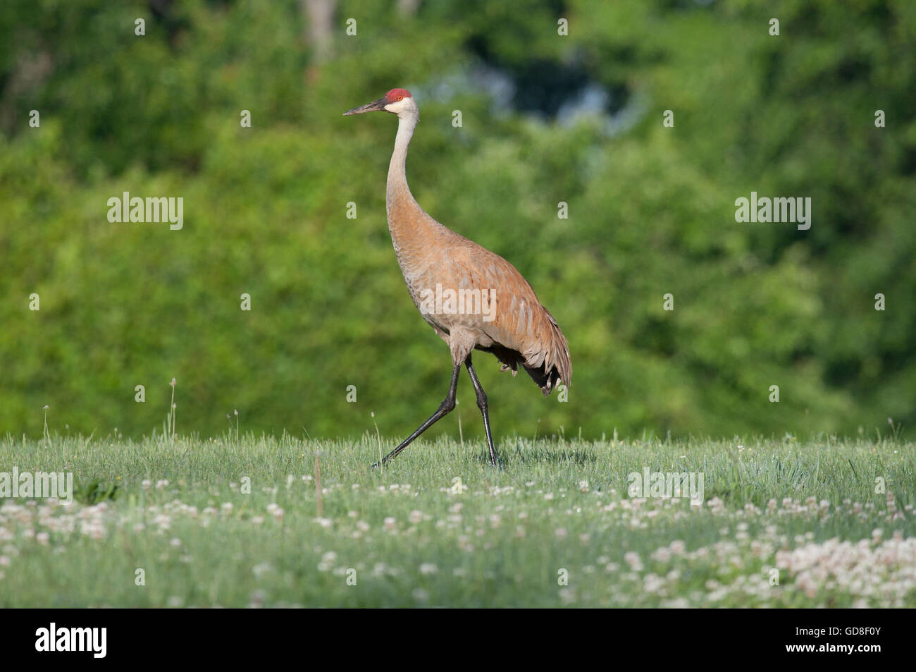 Sandhill crane walking through field in springtime Stock Photo - Alamy