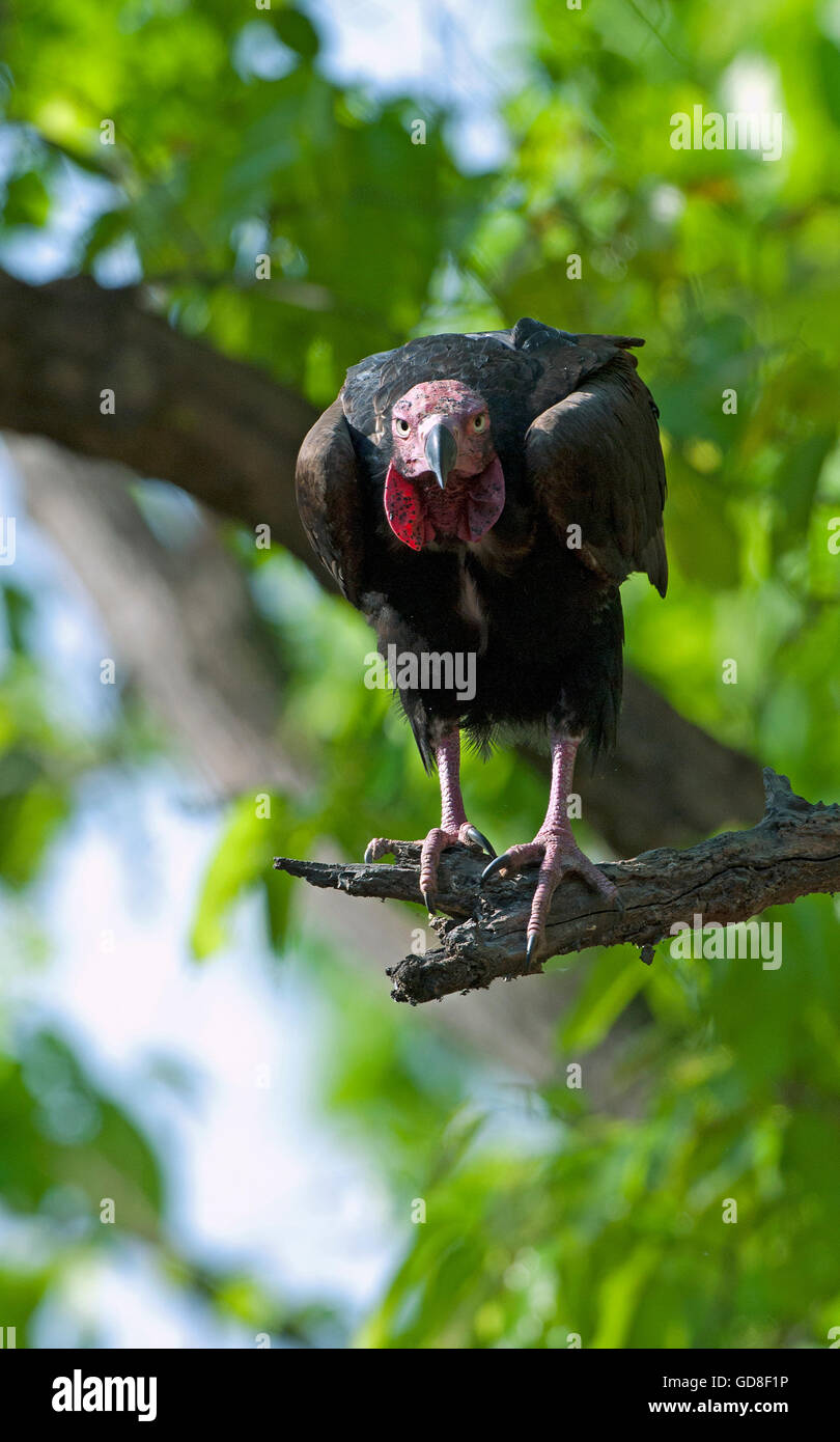 Sarcogyps calvus india High Resolution Stock Photography and Images - Alamy