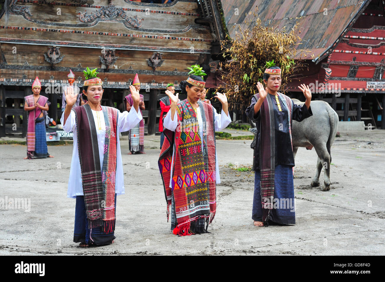 Traditional Batak dancers performing a ceremonial dance in Bolon ...