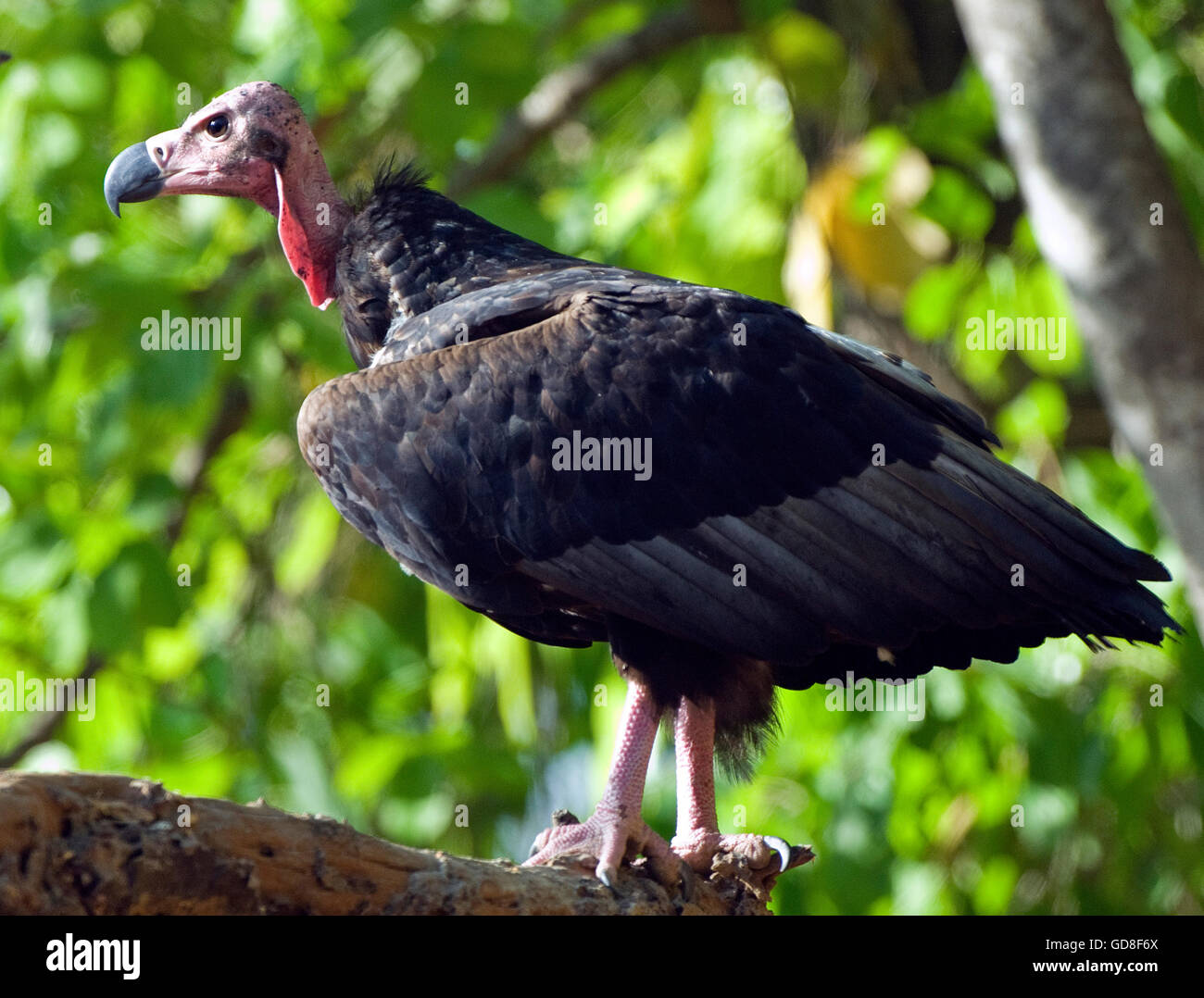 The image of Red headed vulture ( Sarcogyps calvus ) was taken in ...