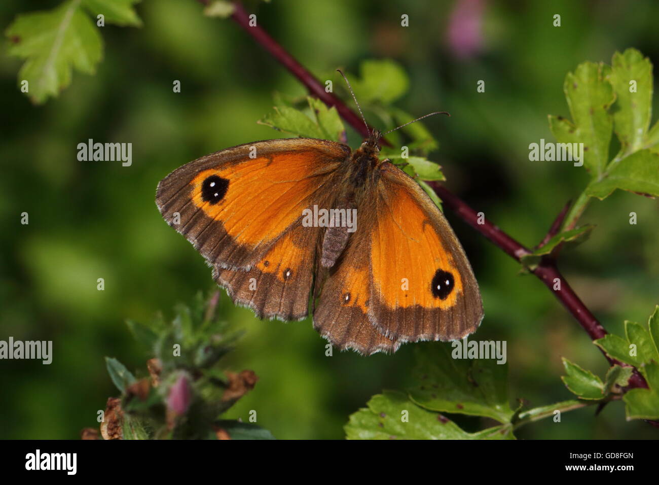 Female gatekeeper hi-res stock photography and images - Alamy