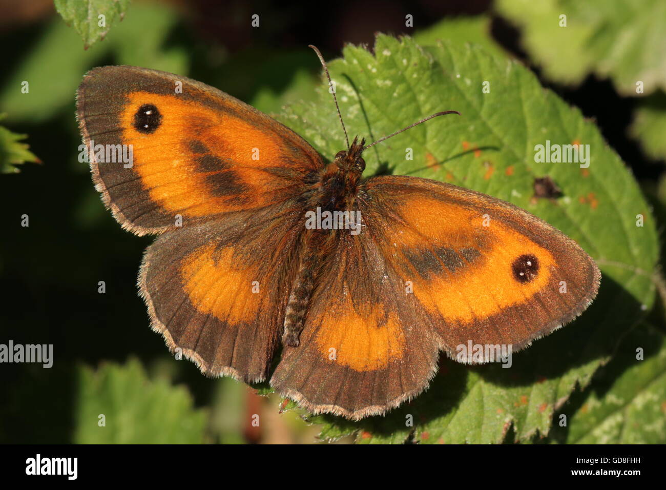 Gatekeeper Butterfly (aberration Stock Photo - Alamy