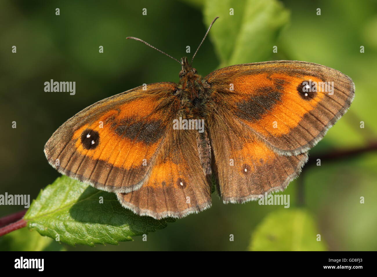 Male gatekeeper butterfly hi-res stock photography and images - Alamy
