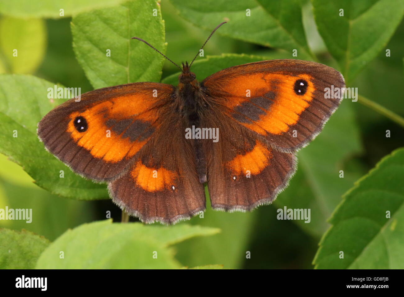Male gatekeeper butterfly hi-res stock photography and images - Alamy