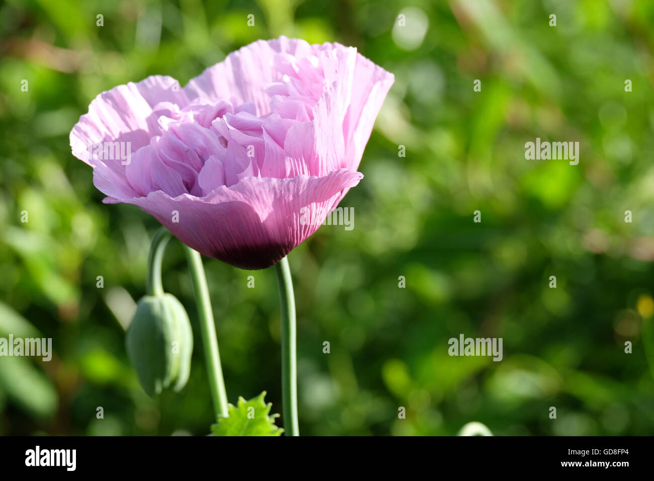 poppies flowering in summer Stock Photo - Alamy