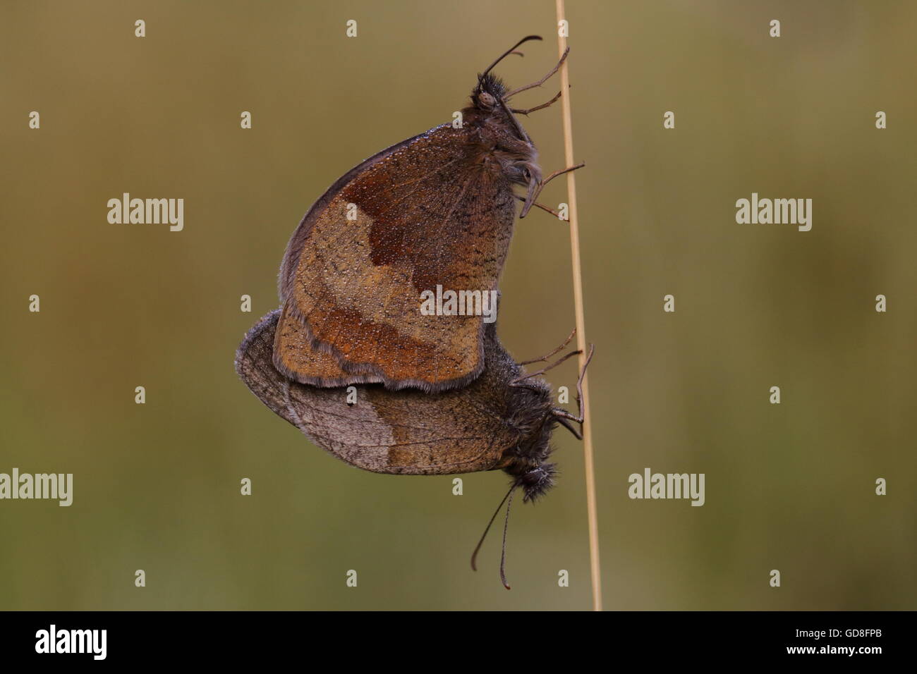 Meadow Brown Butterflies High Resolution Stock Photography and Images ...