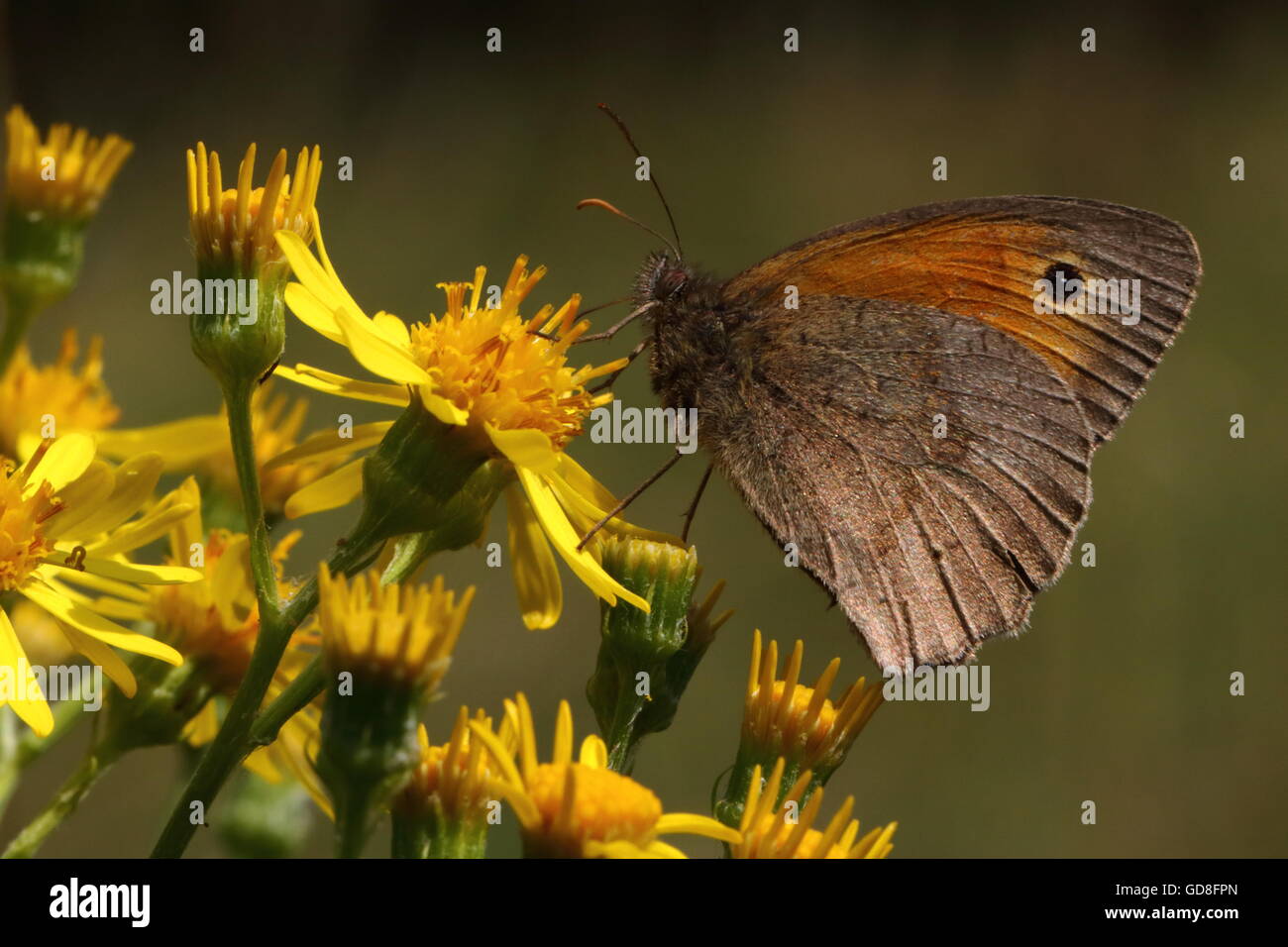 Wildlife trust meadow hi-res stock photography and images - Alamy