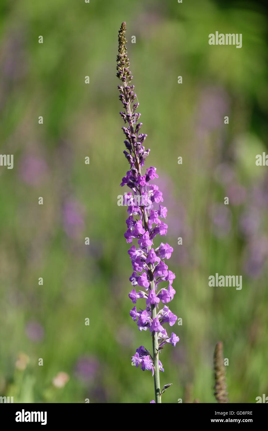 Purple toadflax linaria hi-res stock photography and images - Alamy