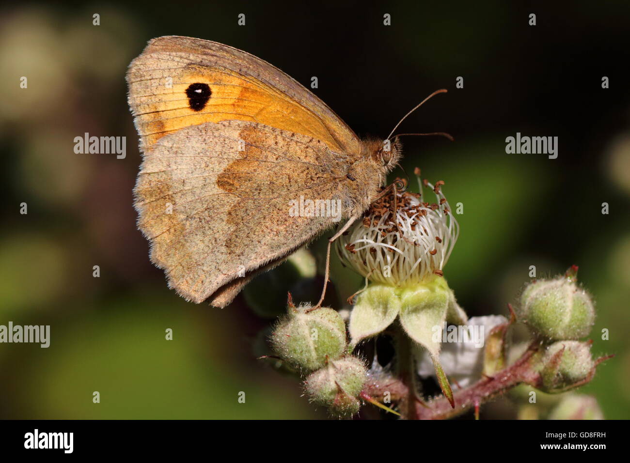 Wildlife trust meadow hi-res stock photography and images - Alamy