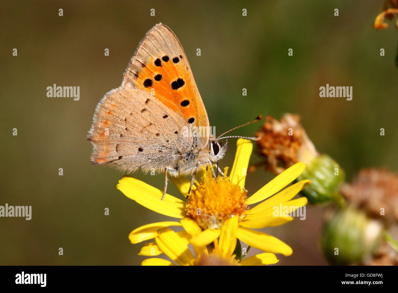 Small Copper Butterfly Stock Photo - Alamy