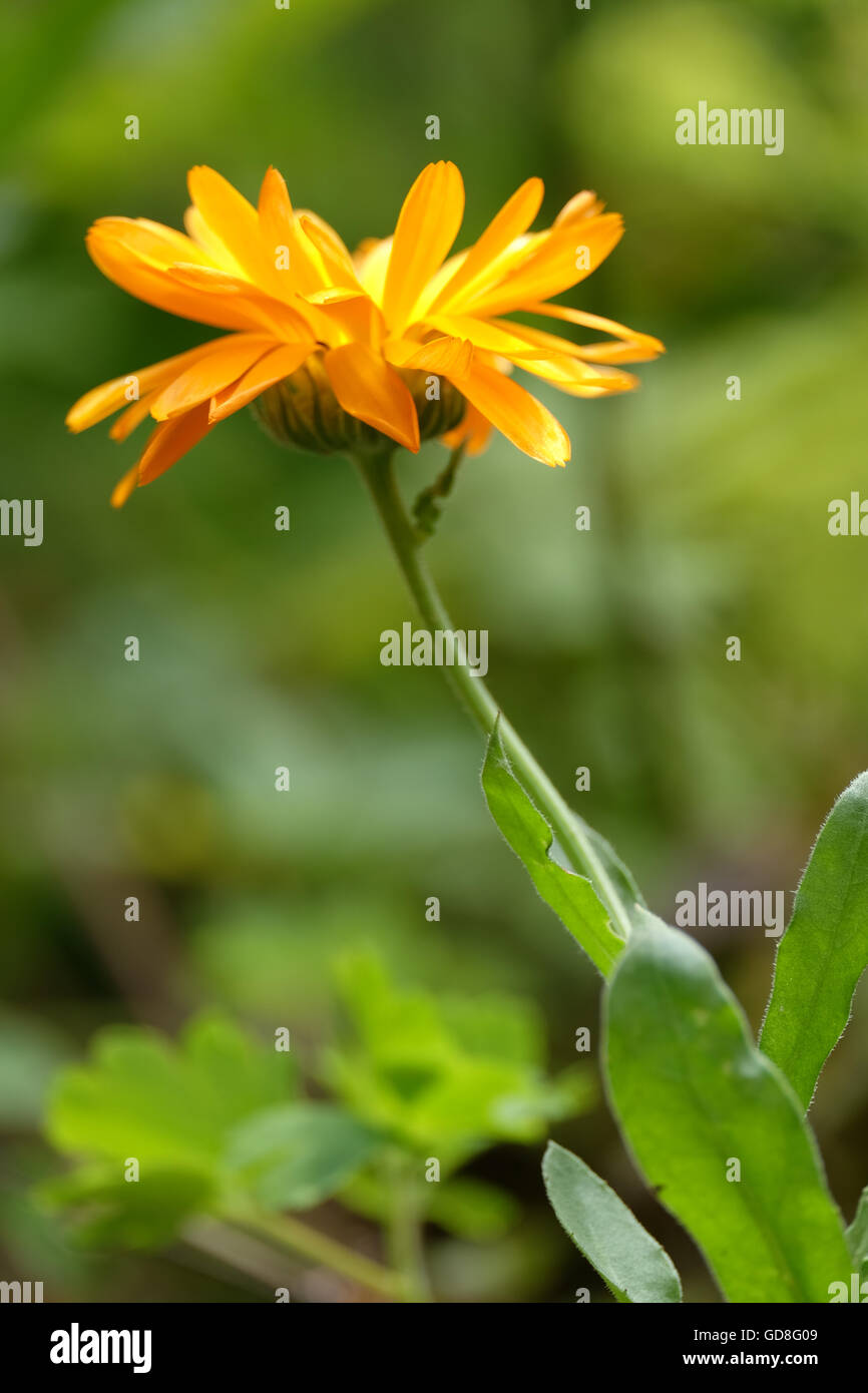 calendula flowering in summer Stock Photo - Alamy