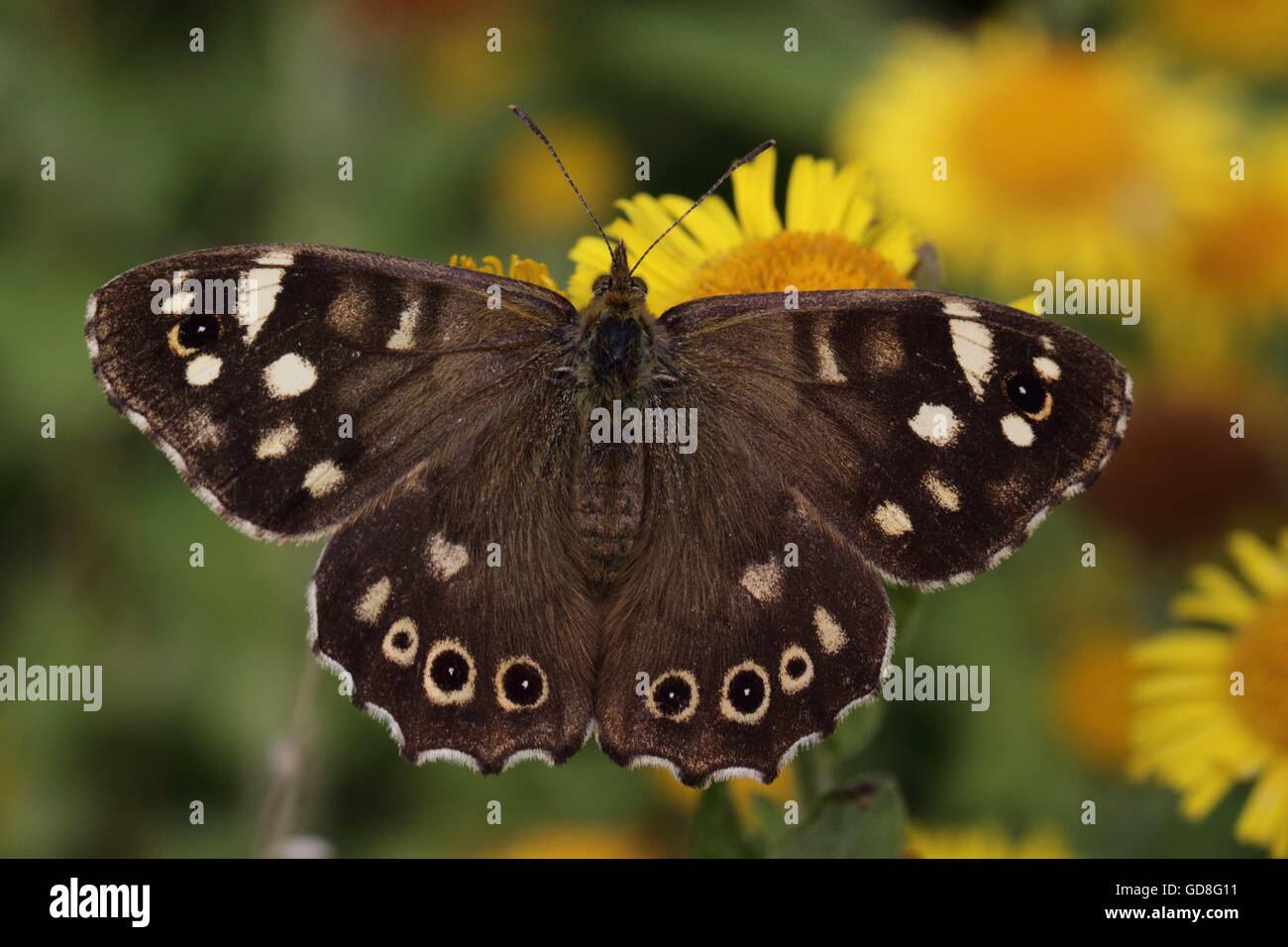 Speckled Wood Butterfly Stock Photo - Alamy