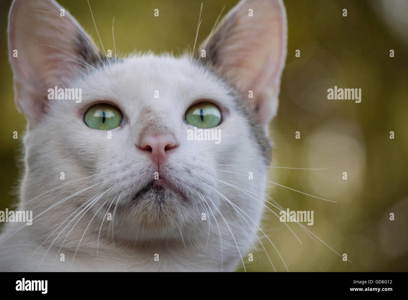 Closeup of cats face hi-res stock photography and images - Alamy