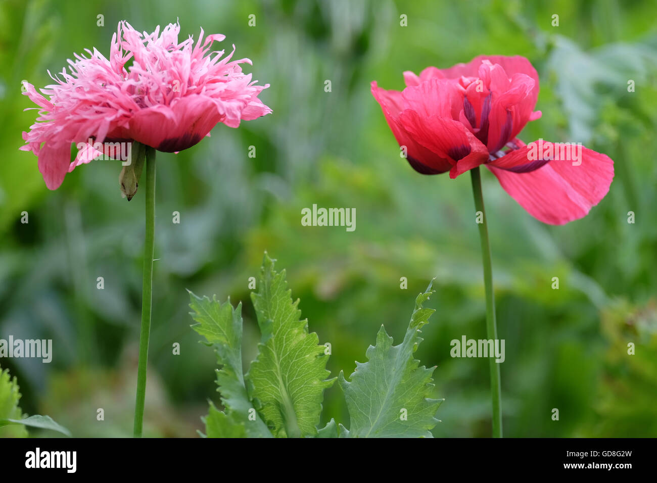 poppies flowering in summer Stock Photo - Alamy