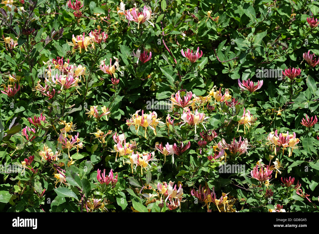 Honeysuckle stem hi-res stock photography and images - Alamy