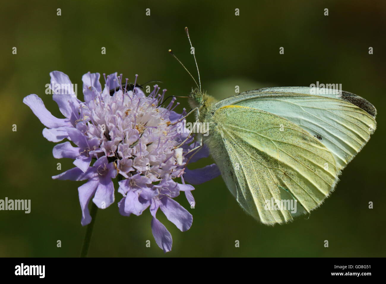 Small White Butterfly Stock Photo - Alamy