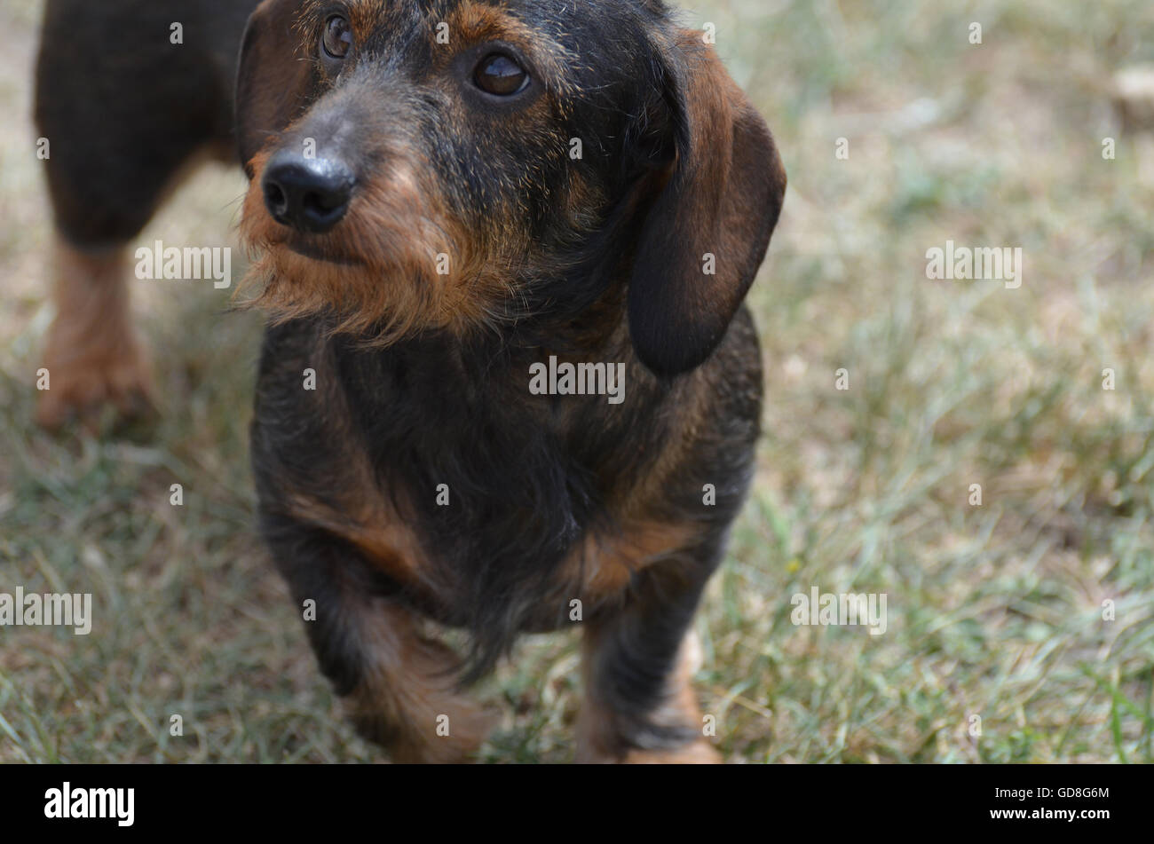 Cute scruffy face of a wire hair dachshund dog Stock Photo - Alamy