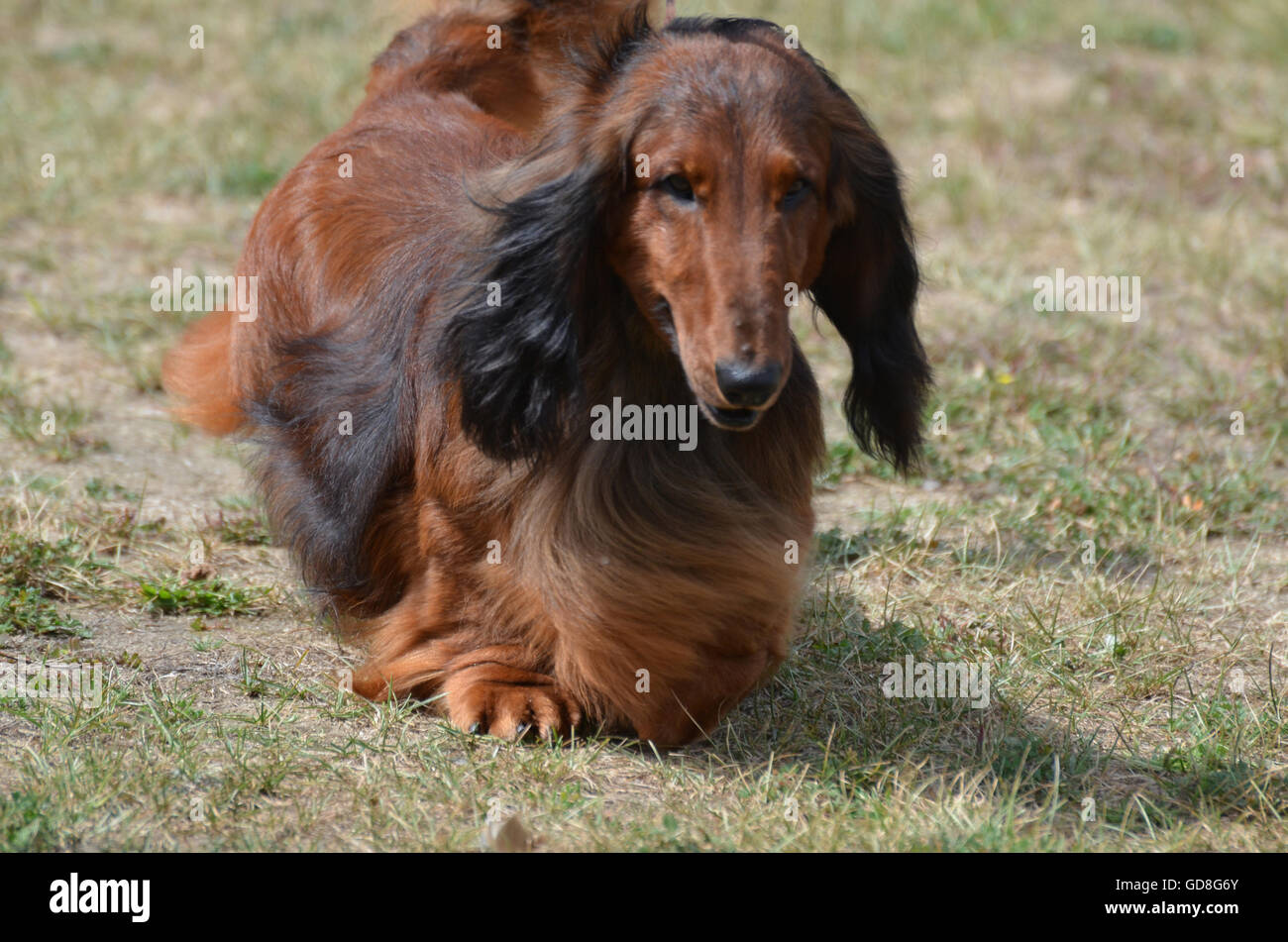 Flowing coat of a long haired dachshund dog Stock Photo - Alamy