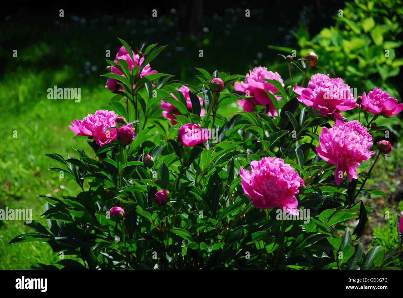 Peony, paeonia veitchii Stock Photo - Alamy